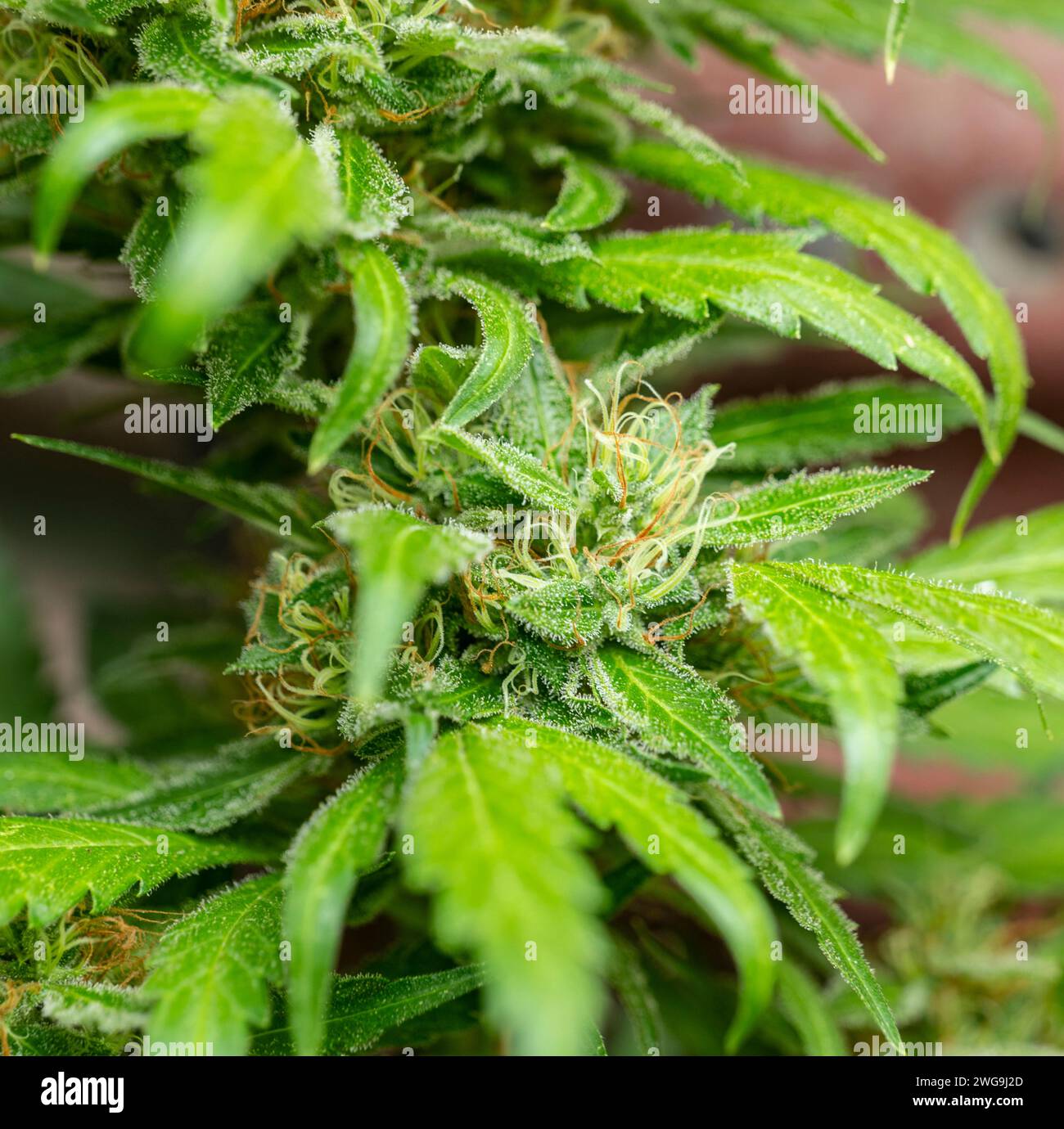 Marijuana plant in flowering stage Stock Photo - Alamy