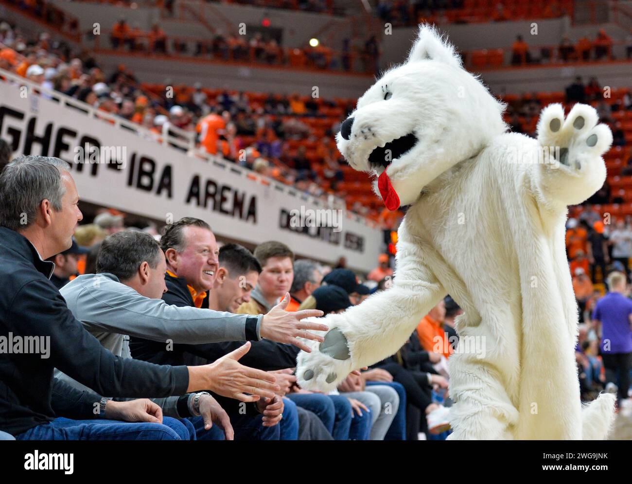 Stillwater, Oklahoma, USA. 3rd Feb, 2024. ESKIMO JOE'S canine, BUFFY ...