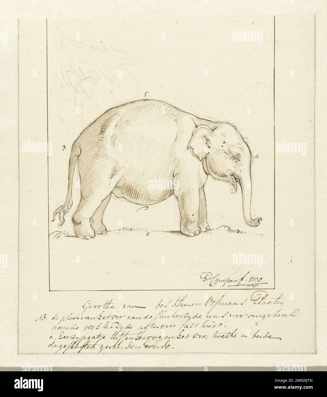 Elephant, Petrus Camper, 1770 drawing paper. ink. pencil pen trunked ...