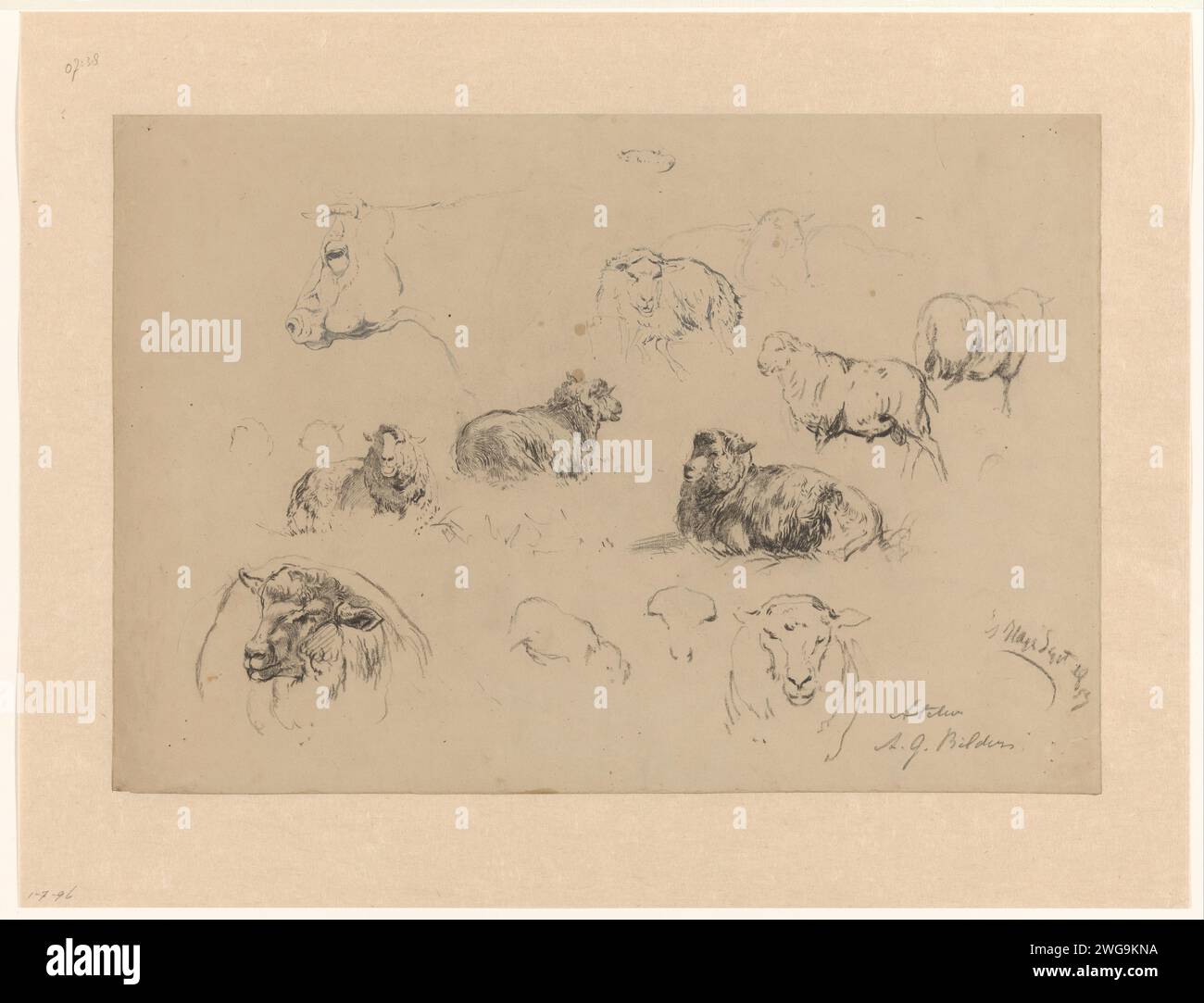 Sketch magazine with studies of sheep and a cow's head, Gerard Bilders ...