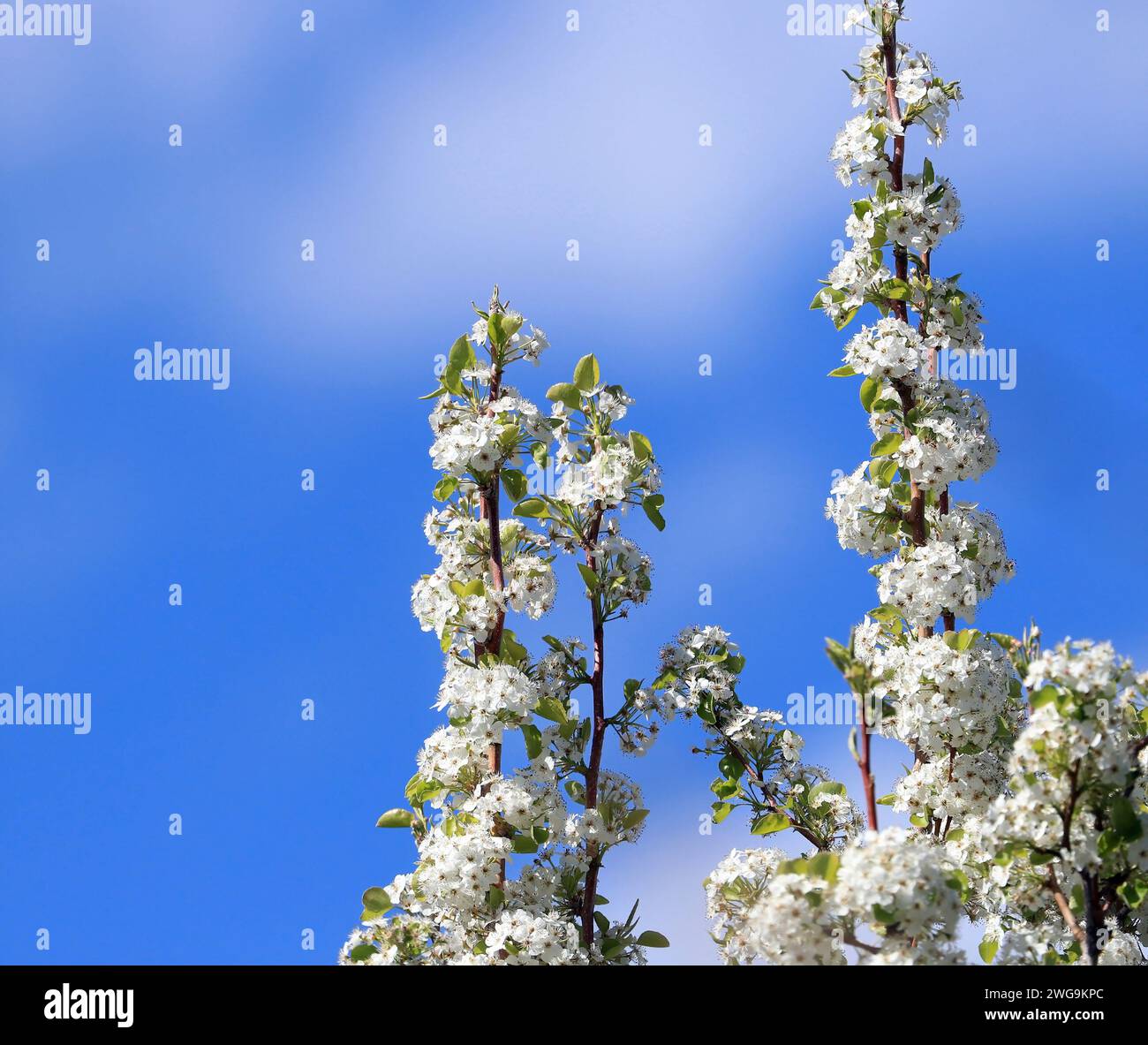 White flower blossoms against a blue sky adorn the towering branches of ...