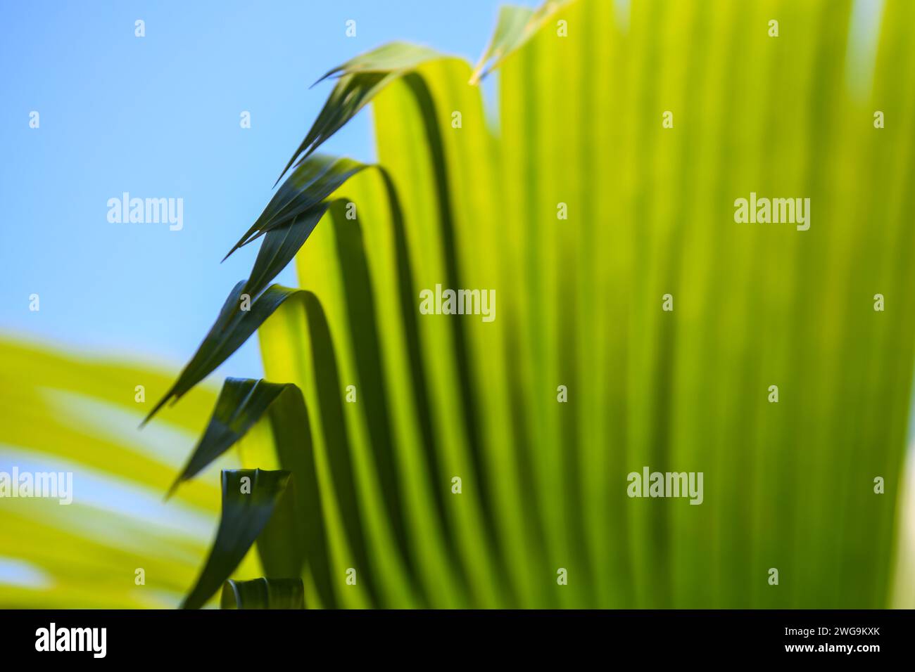 Palmshade hi-res stock photography and images - Alamy