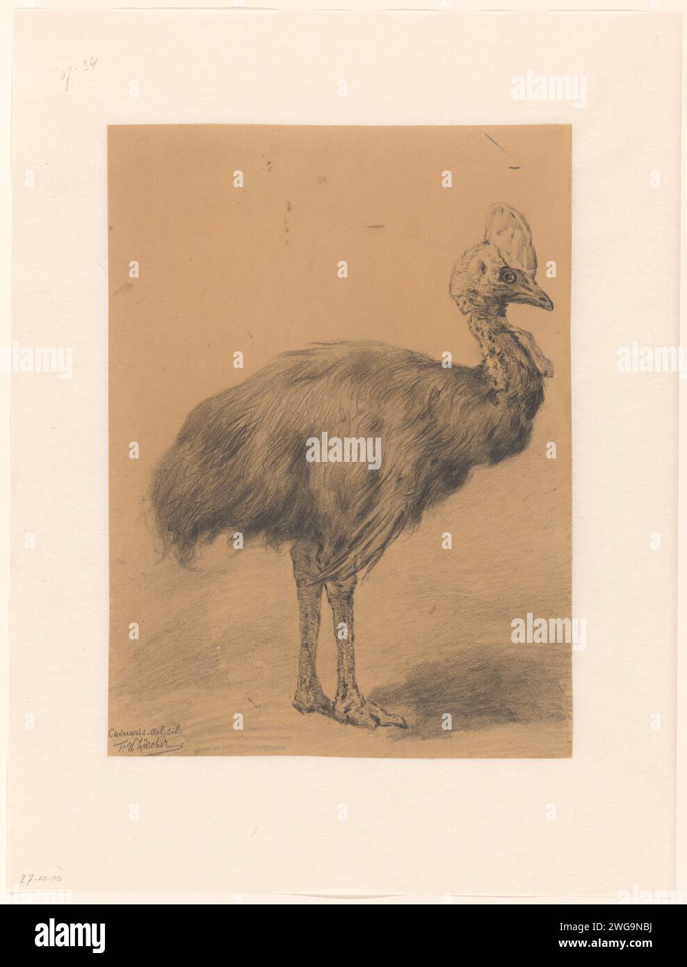 One Kasuaris, Frederik Wilmie-Shipmen, 1845 - 1894 drawing paper ...