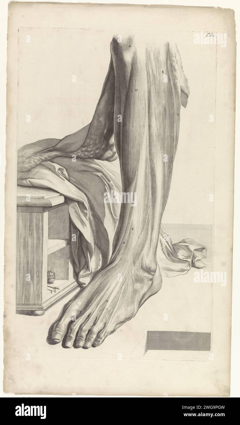 Anatomical study of Right foot, Pieter van Gunst, After Gerard de ...