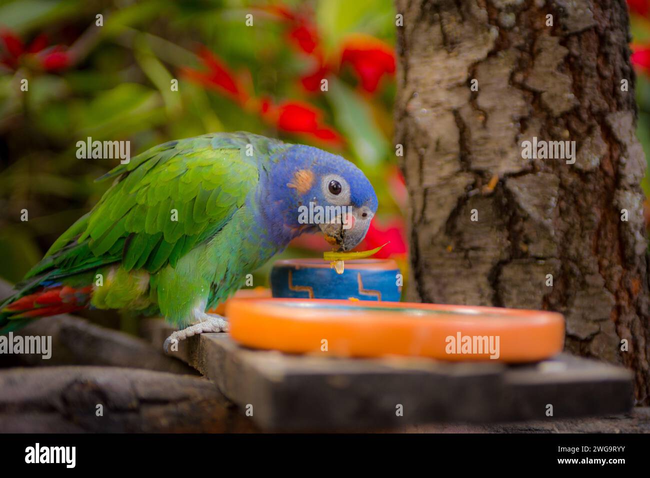 A Peruvian Blue Headed Parrot Stock Photo - Alamy