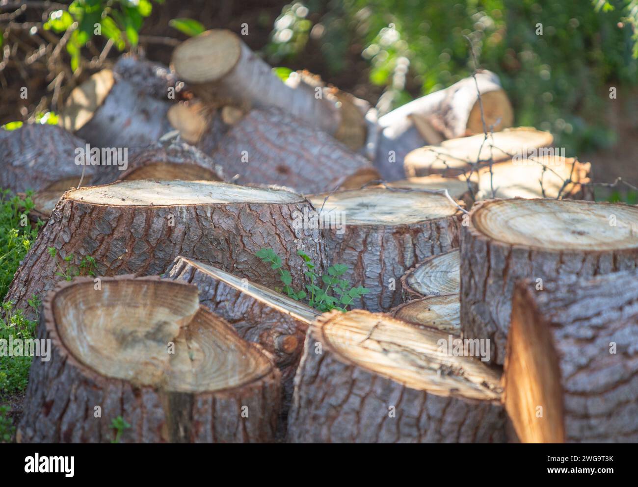 Chopped tree trunks hi-res stock photography and images - Alamy