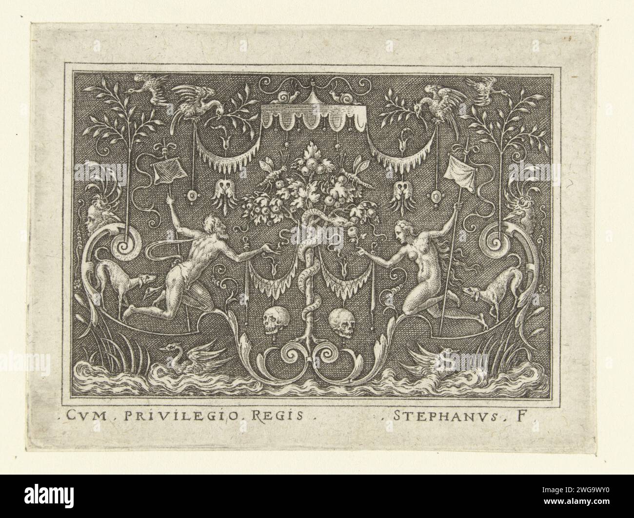 Volute tree hi-res stock photography and images - Alamy