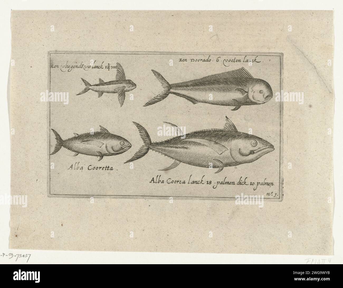 Different types of fish, 1607, 1646 print Different types of fish ...
