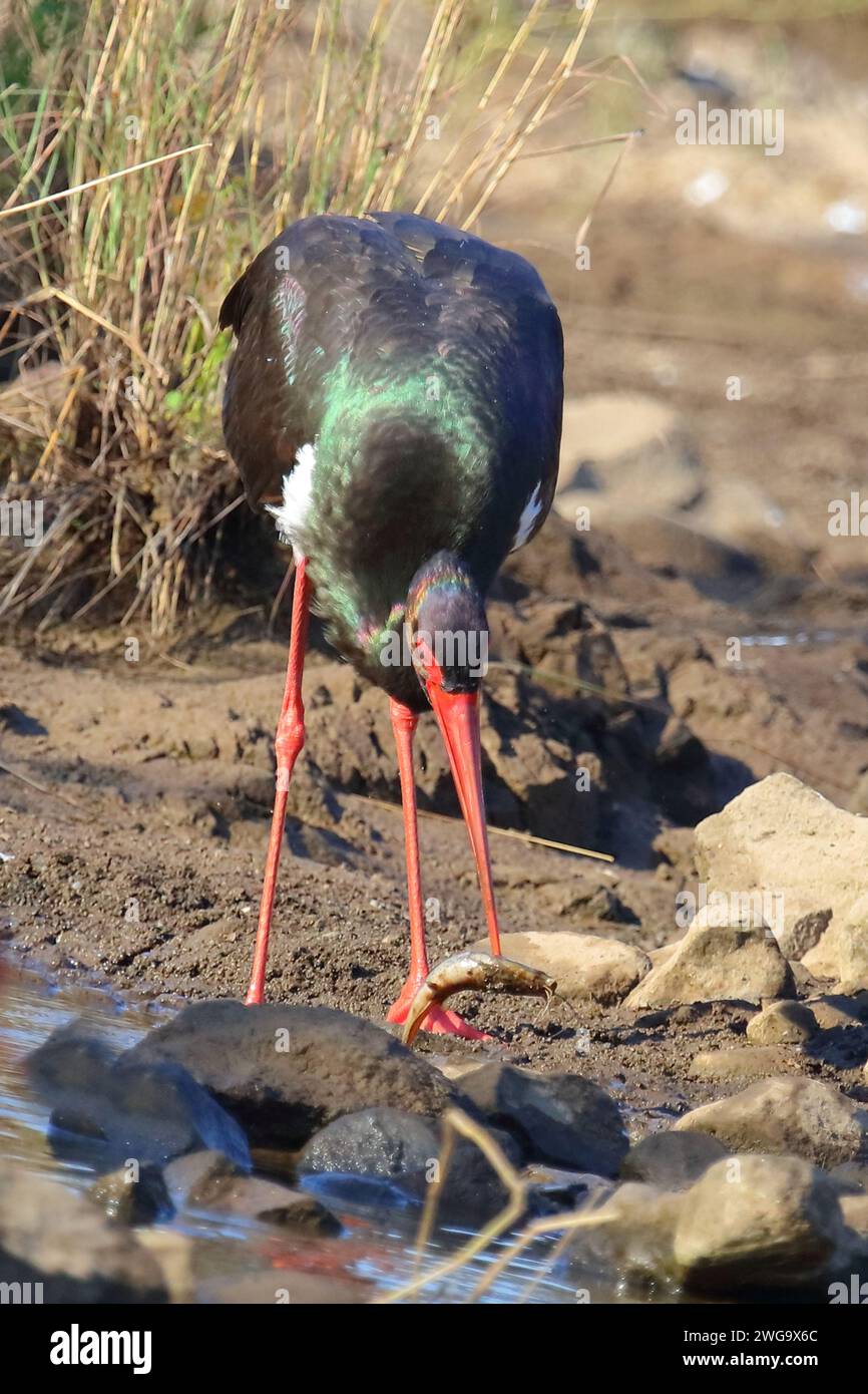 Schwarzstorch / Black Stork / Ciconia nigra Stock Photo - Alamy