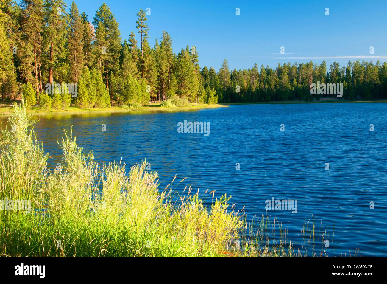 Ochoco national forest hi-res stock photography and images - Alamy