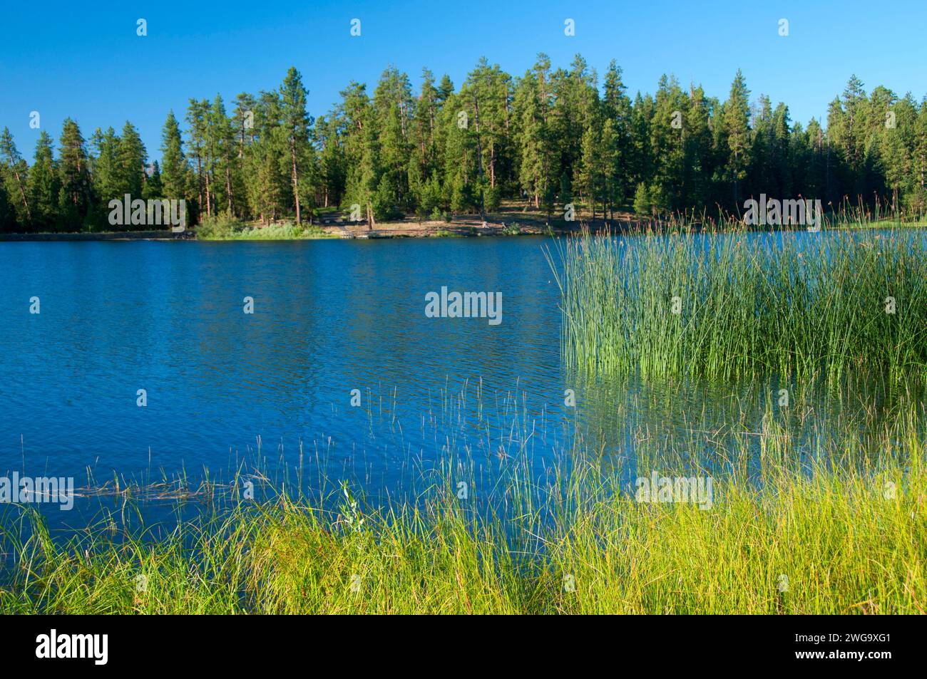 Ochoco national forest hi-res stock photography and images - Alamy