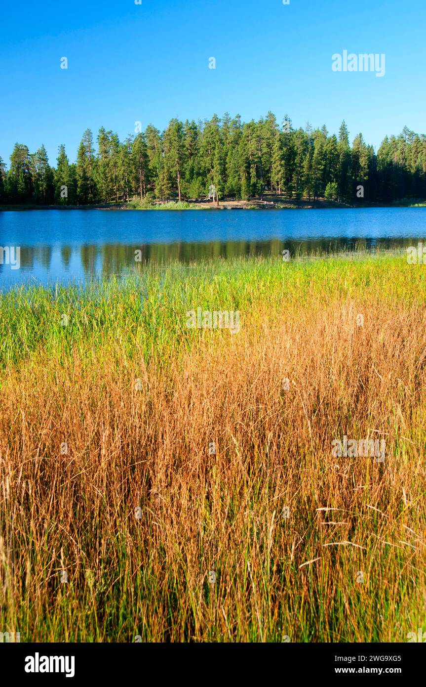 Delintment Lake, Ochoco National Forest, Oregon Stock Photo - Alamy