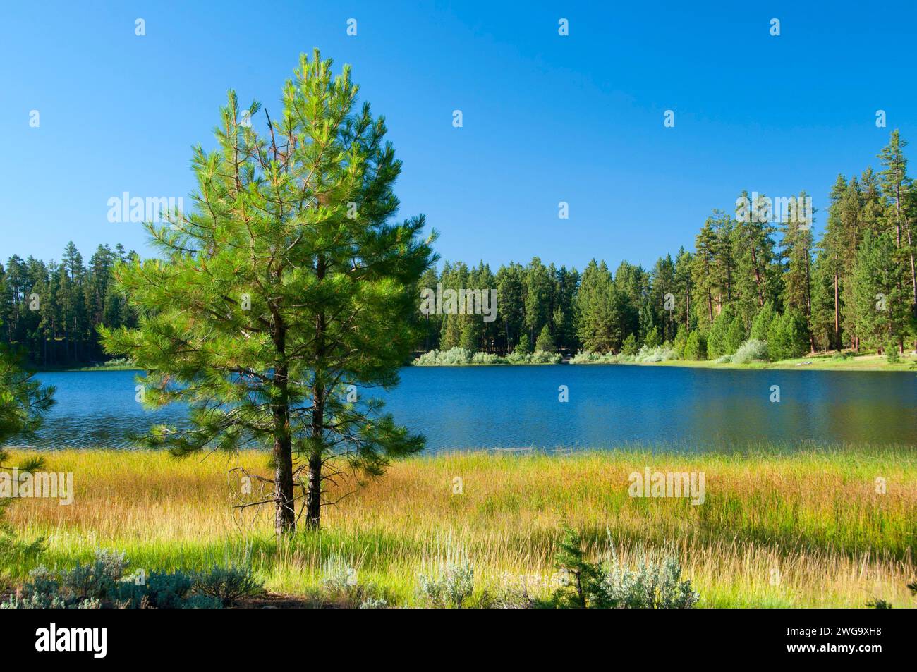 Ochoco national forest hi-res stock photography and images - Alamy