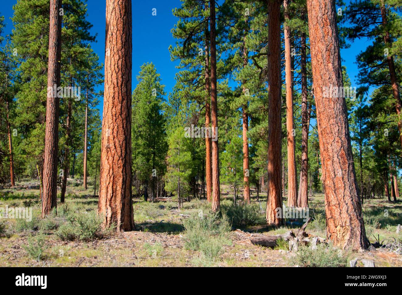 Ponderosa pine (Pinus ponderosa), Ochoco National Forest, Oregon Stock ...