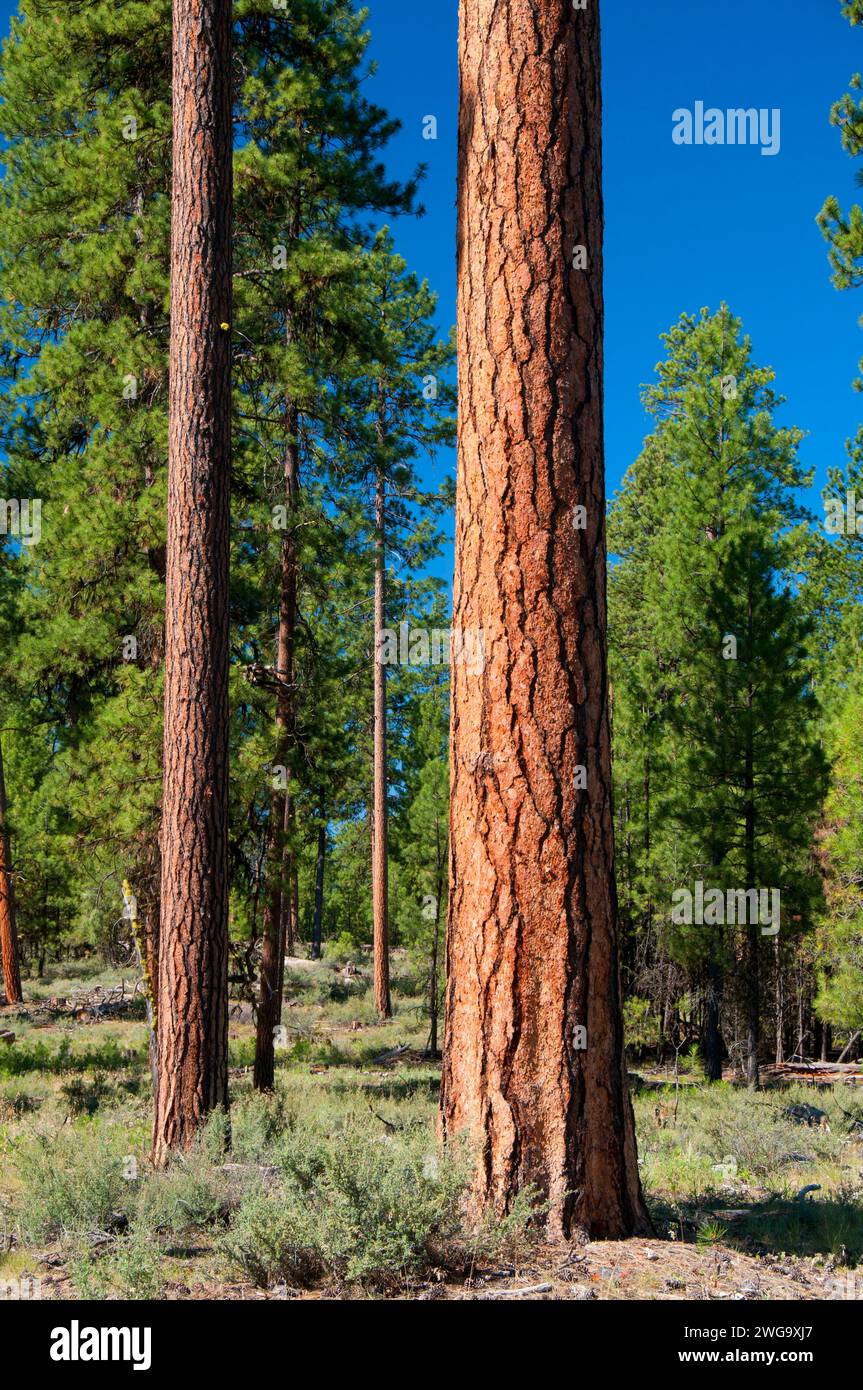Ochoco national forest hi-res stock photography and images - Alamy