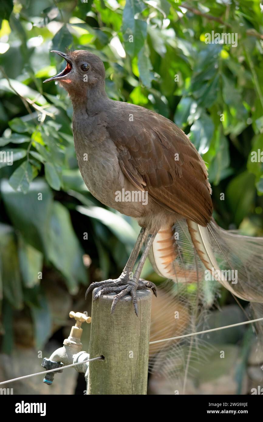 the lyre bird male has an ornate tail, with special curved feathers ...