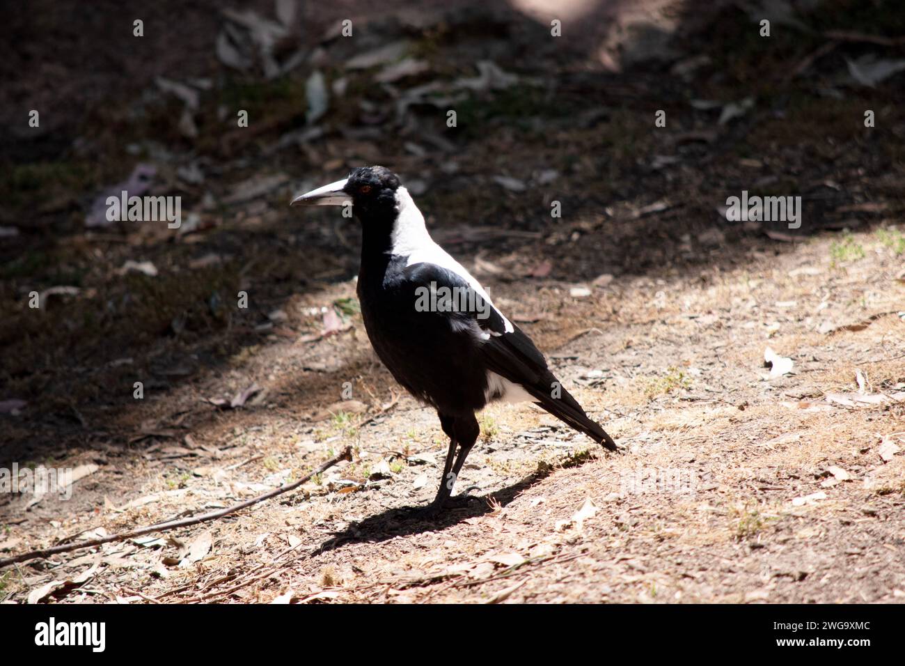The magpie is a distinctive looking bird, with glossy black and ...
