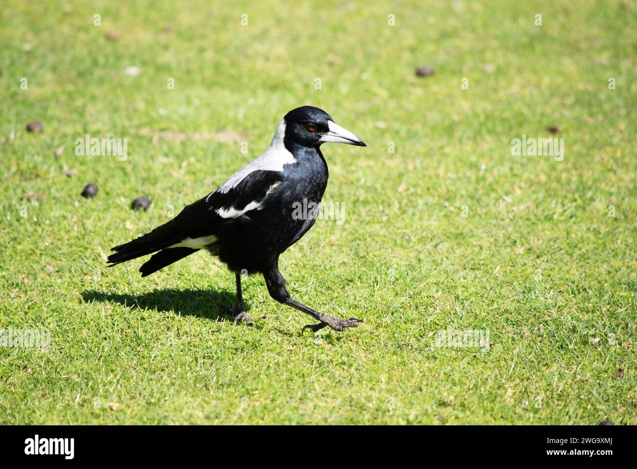 The magpie is a distinctive looking bird, with glossy black and ...