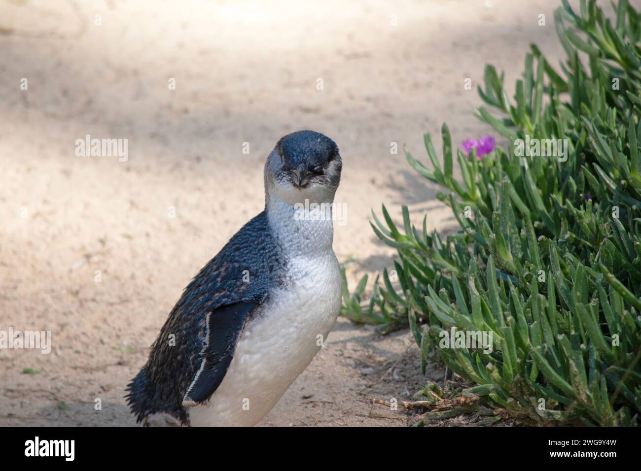 Penguins have a large head, short neck, and elongated body. Their tails ...