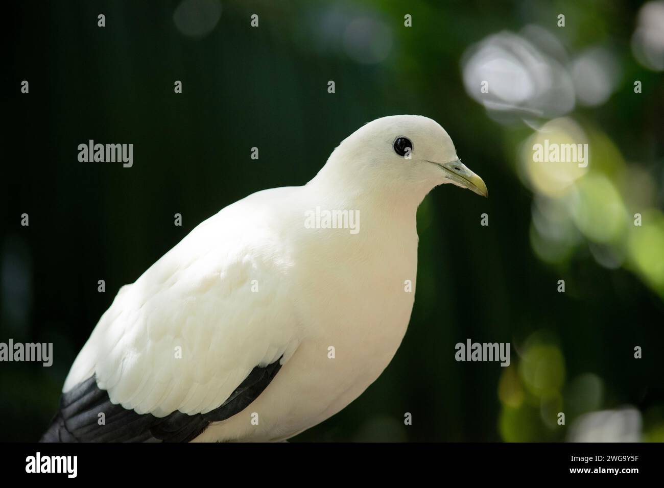 the pied Torresian Imperial Pigeon is all white with black wing tips ...