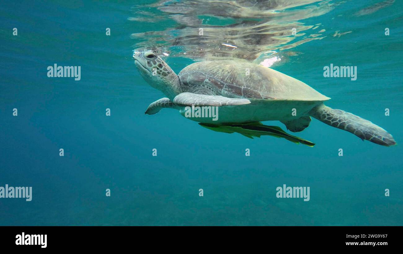 Great Green Sea Turtle (Chelonia mydas) breathes on water surface, Red ...