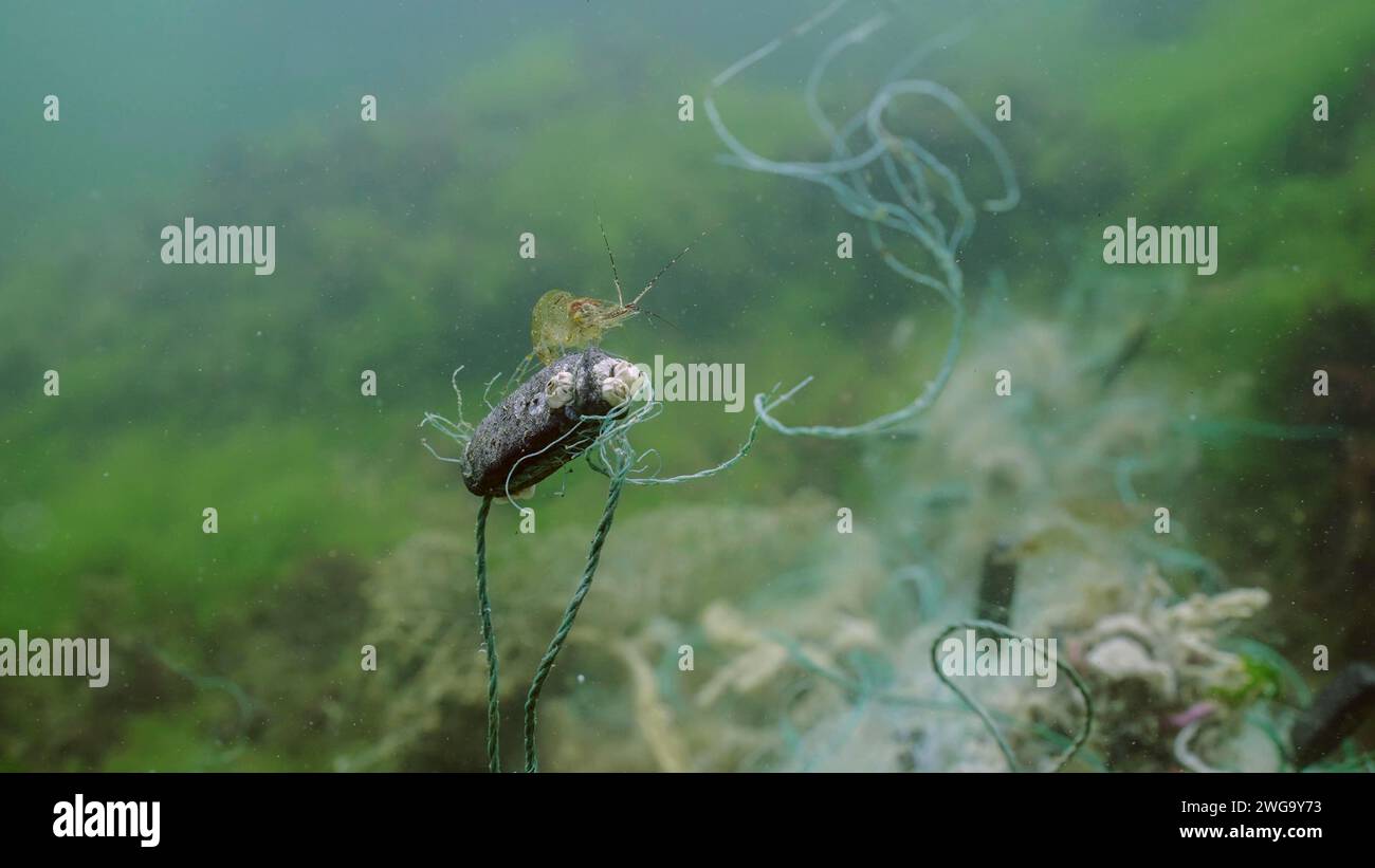 Baltic prawn shrimp sitting on a buoy lost fishing net on green algae ...