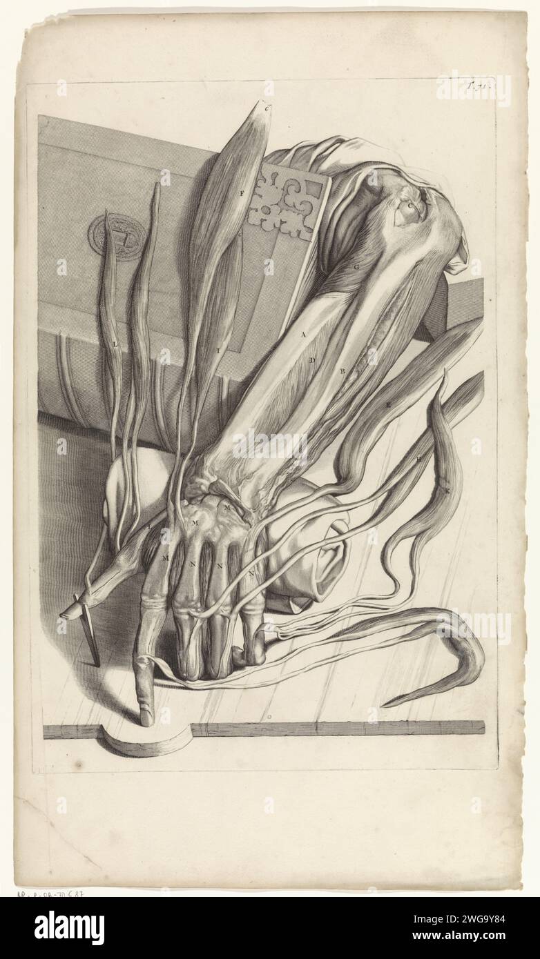 Anatomical study of the tendons and bones of the left hand, Pieter van ...