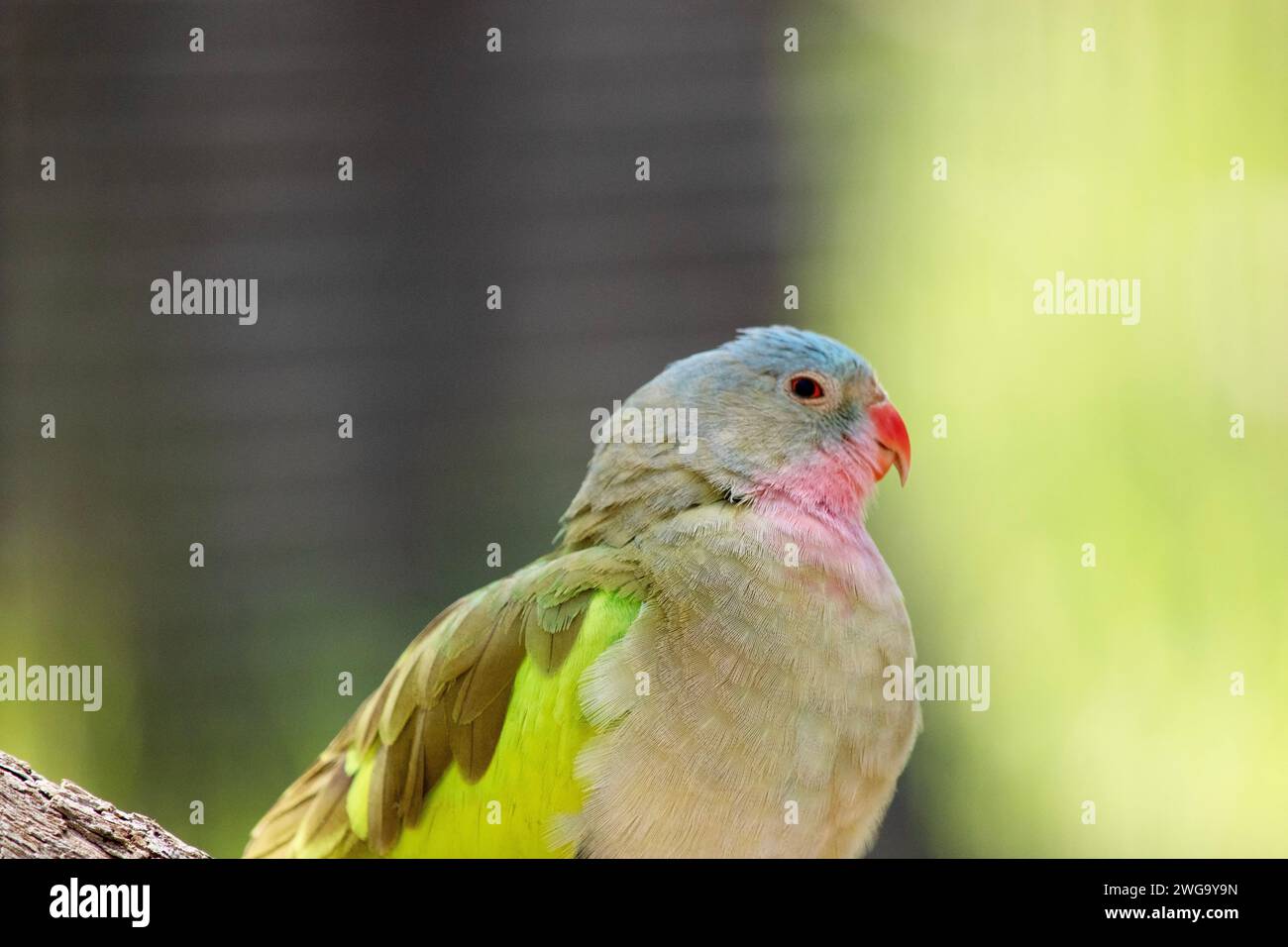 the princes parrot has a pink neck and a light blue head and green ...