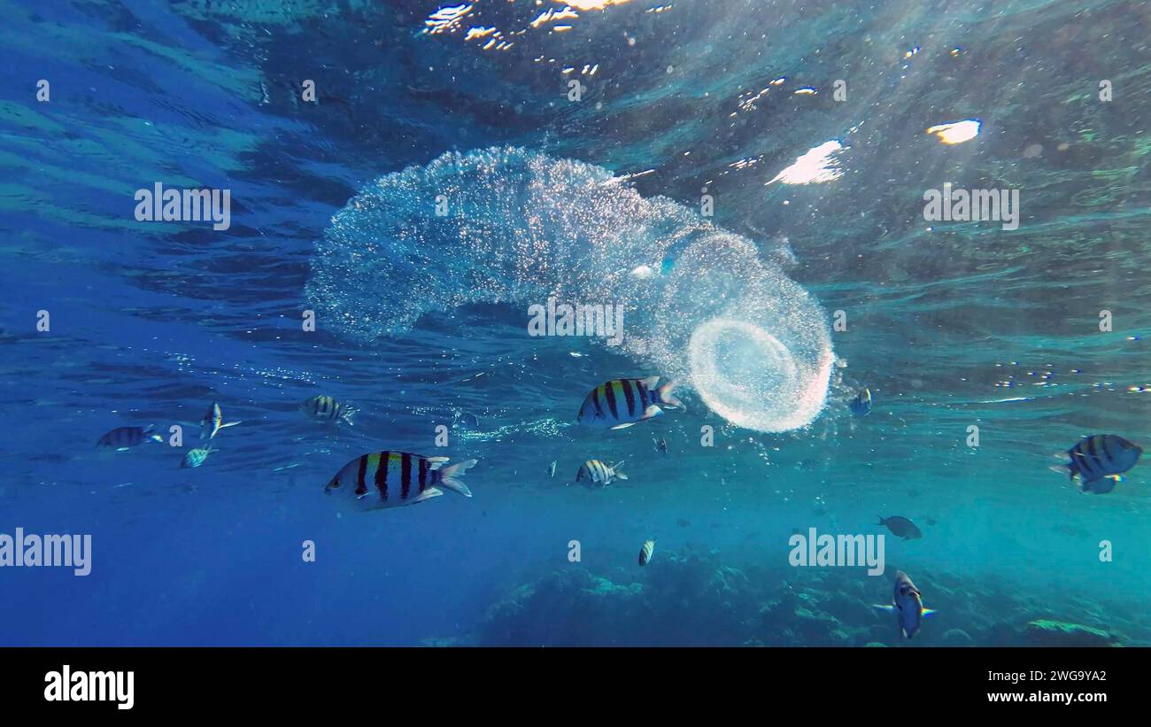 Colonial Pyrosoma Tunicates drifts under surface of blue water in ...