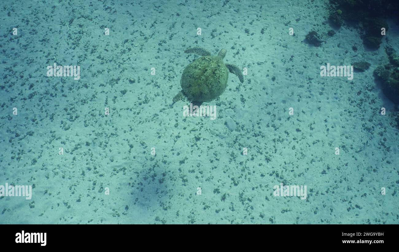 Top view of Great Green Sea Turtle (Chelonia mydas) floating in the ...