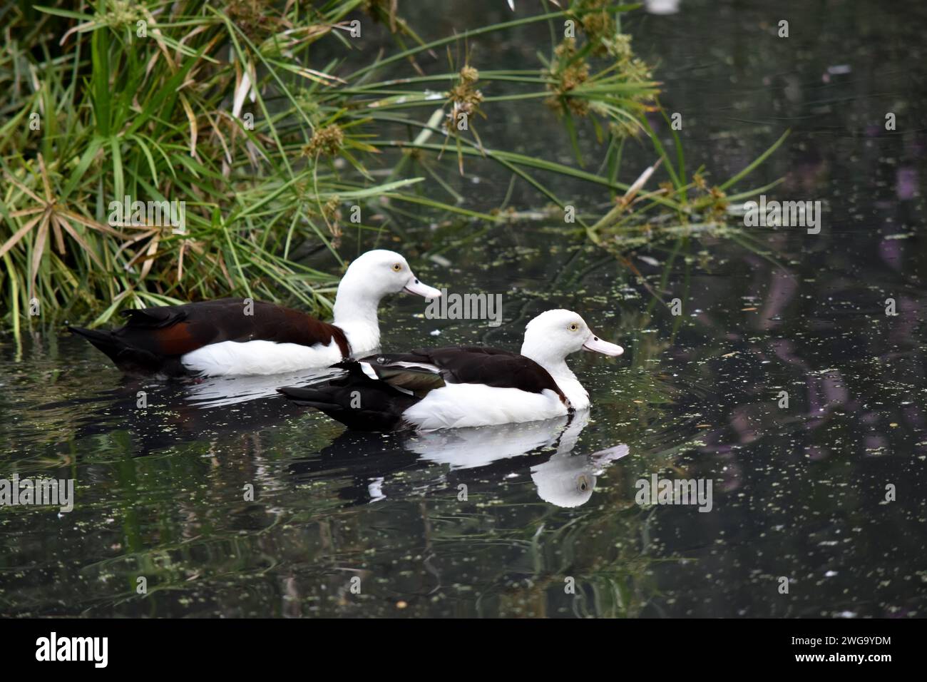 The Radjah Shelduck is white with a chestnut band across its chest. Its ...