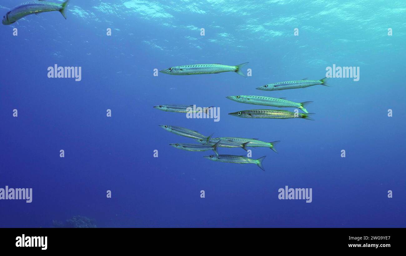 Group of Yellow-tail Barracuda (Sphyraena flavicauda) swims in blue ...