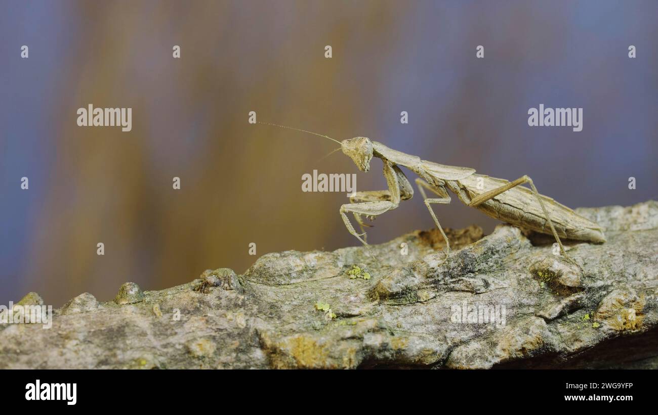 The female praying mantis sits on tree branch masquerading against its ...