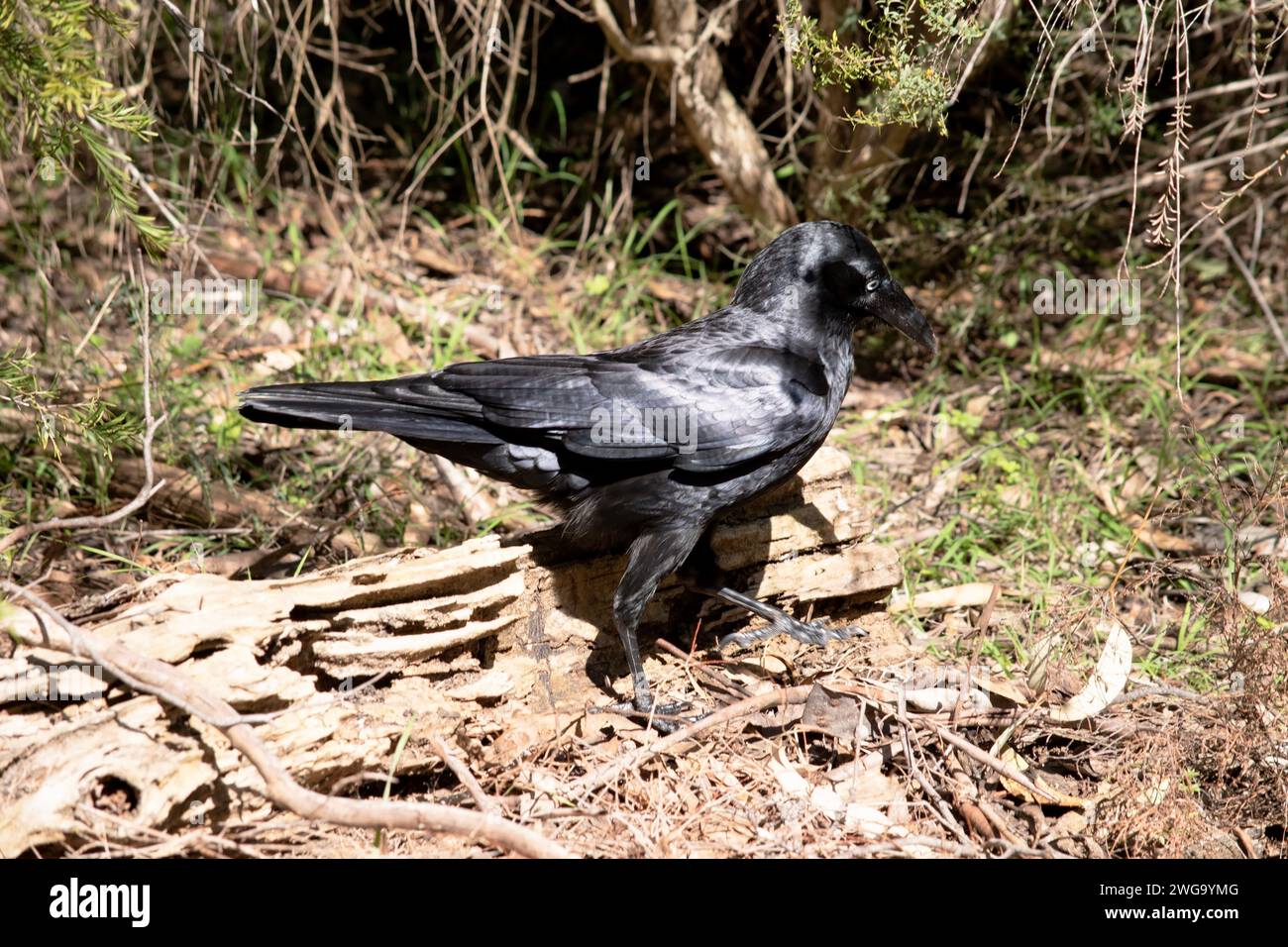 Australian Ravens are black with white eyes in adults. The feathers on ...