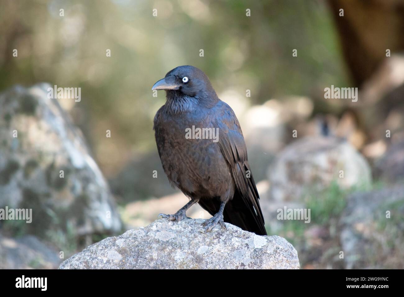 Australian Ravens are black with white eyes in adults. The feathers on ...