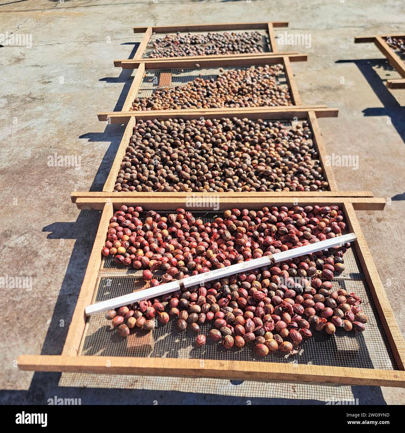 Fresh nutmeg with mace, Indonesia Stock Photo - Alamy