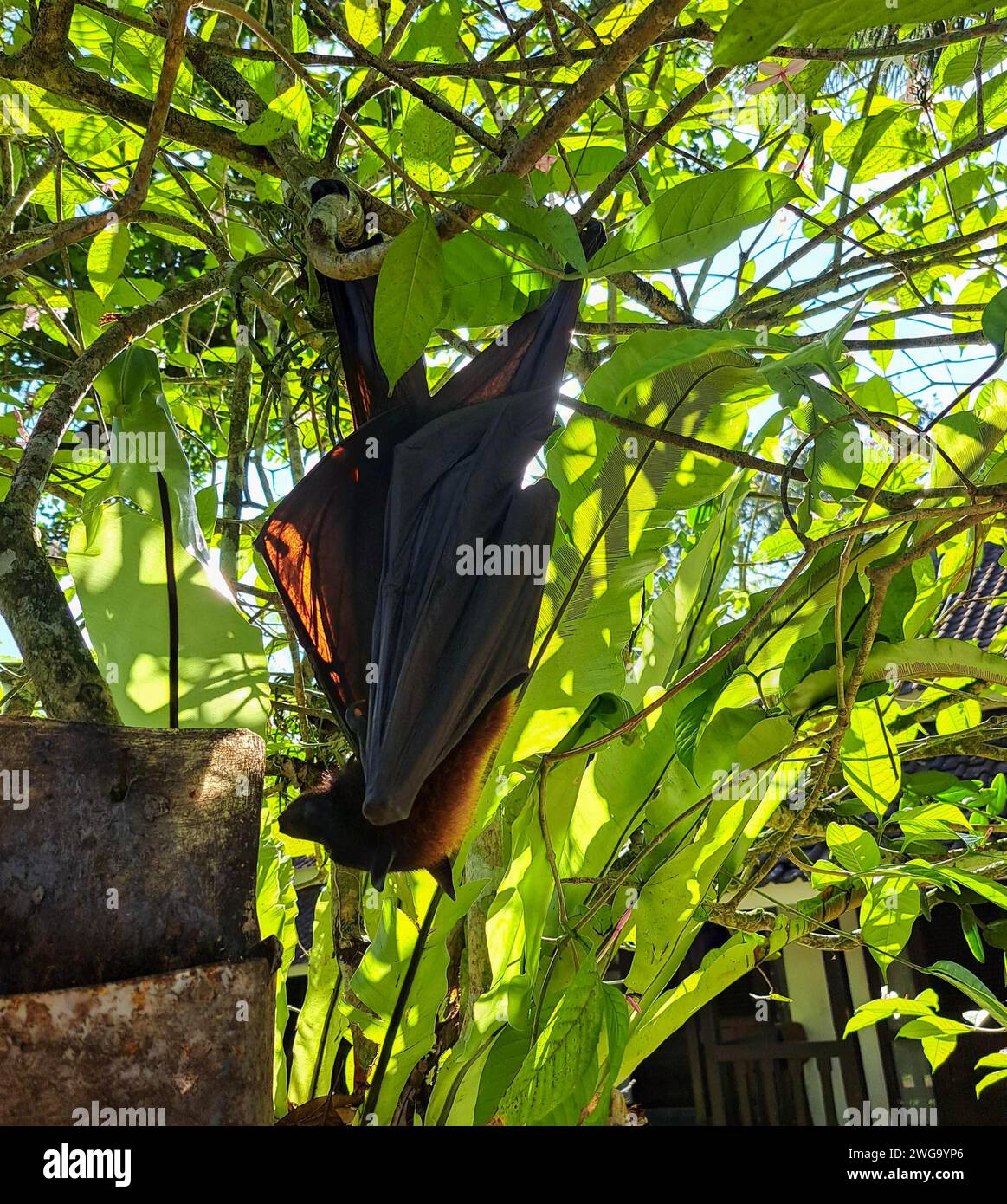 Large flying fox or fruit bat hanging on a tree on Bali, Indonesia ...