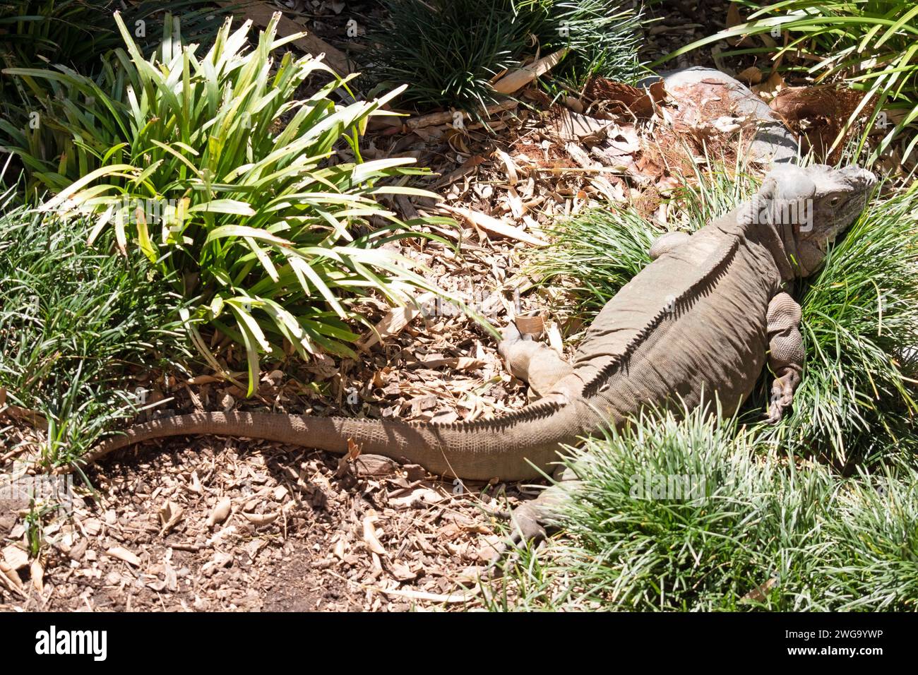 . The the rhinoceros iguana has crest of pointed horned scales extends ...
