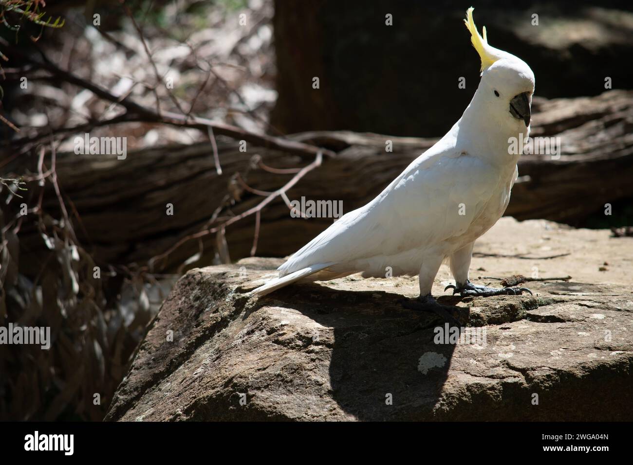 The sulphur crested cockatoo is a white bird with a yellow crest Stock ...