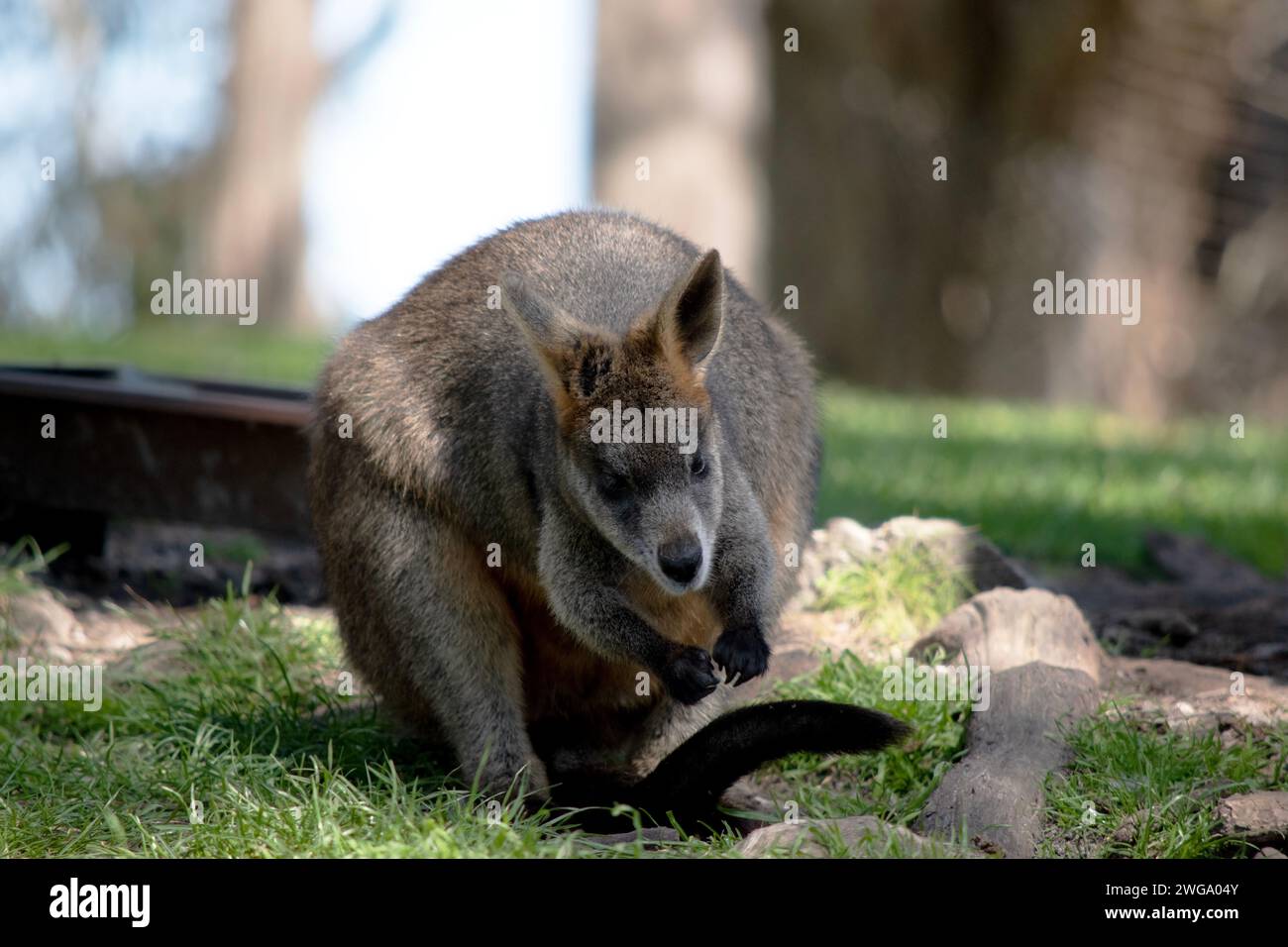 The swamp wallaby has dark brown fur, often with lighter rusty patches ...