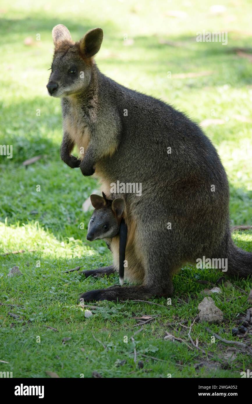 the swamp wallaby has a joey in her pouch Stock Photo - Alamy