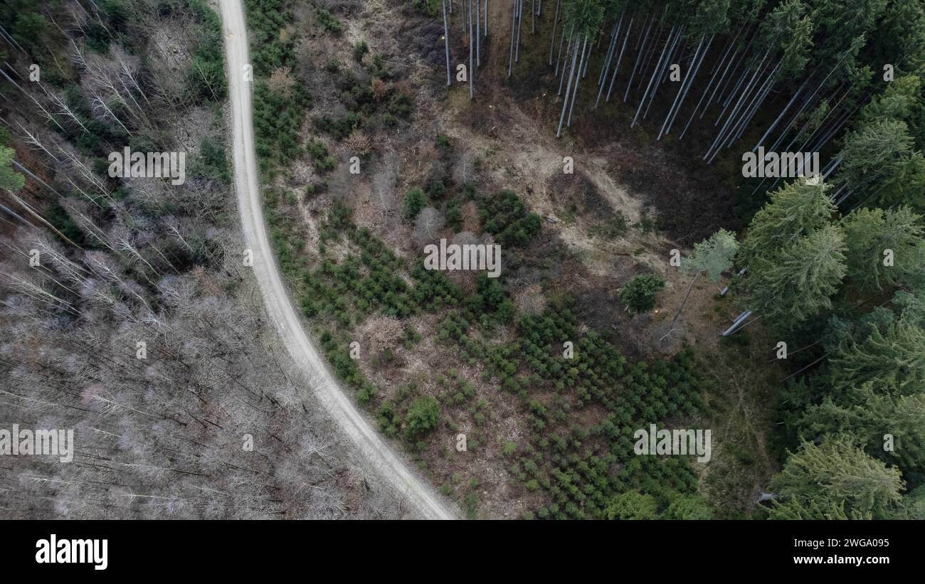 A forest path leads through a managed forest with a spruce plantation ...