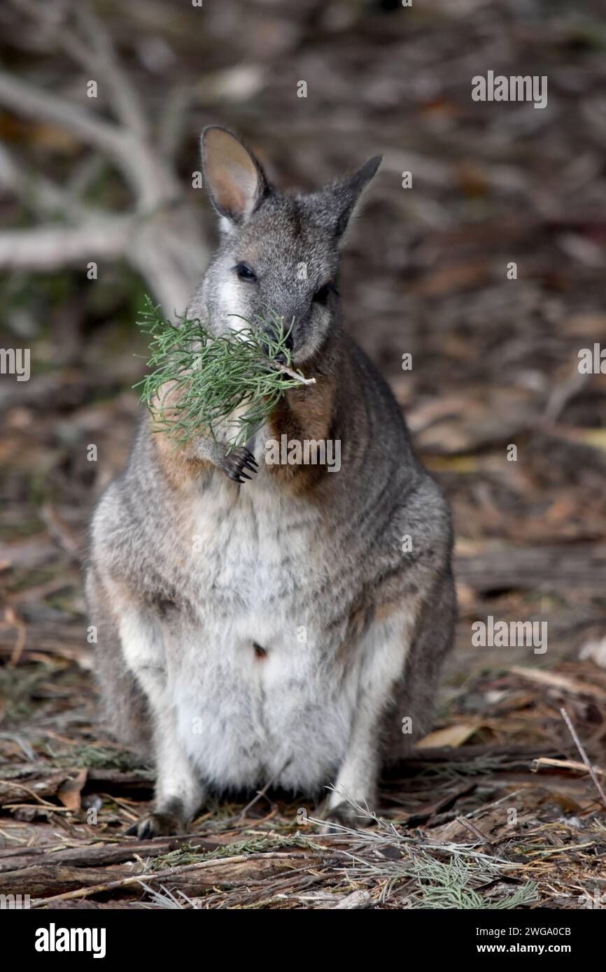 the tammar wallaby has dark greyish upperparts with a paler underside ...