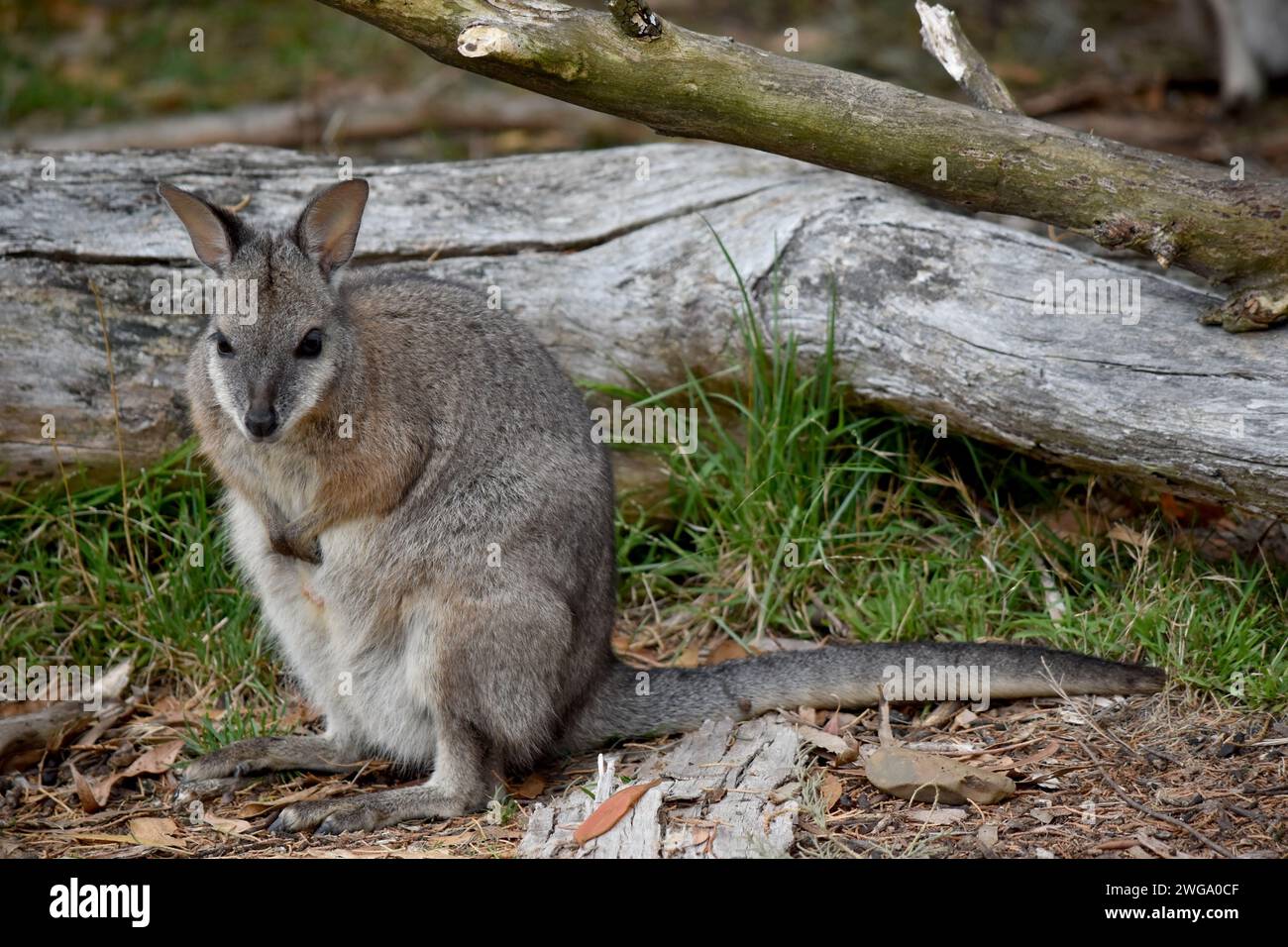the tammar wallaby has dark greyish upperparts with a paler underside ...