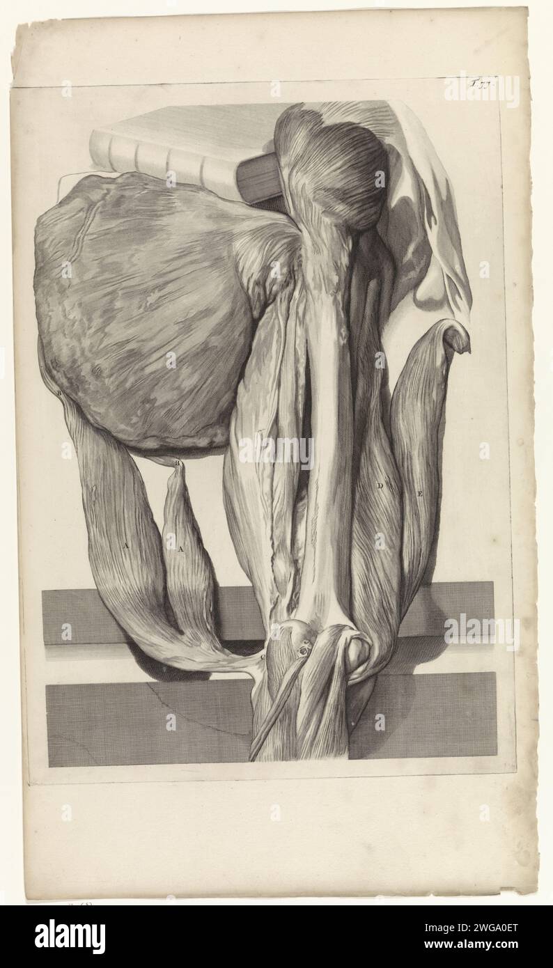Anatomical study of the bone and muscles of the left thigh, Pieter van ...