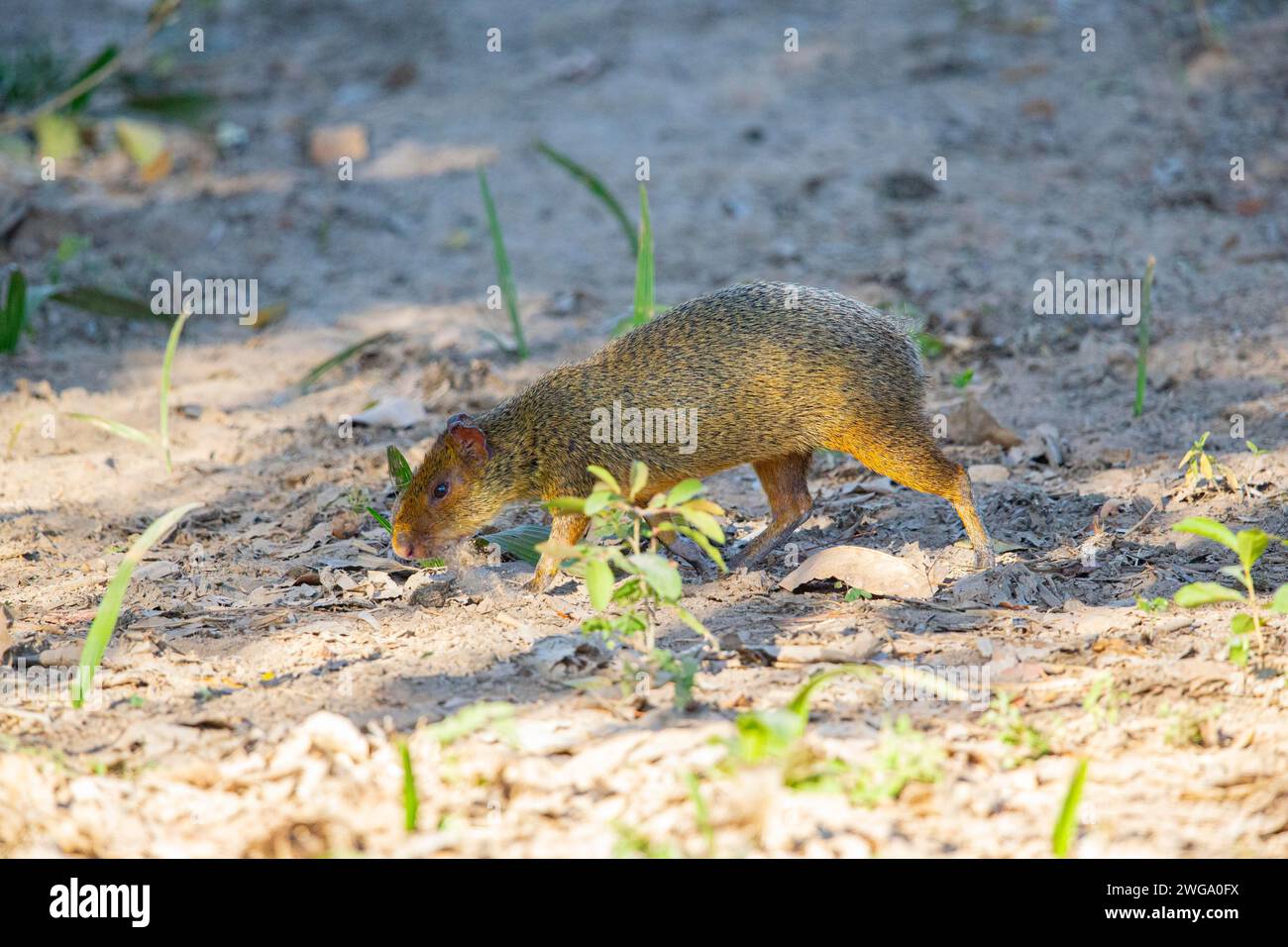 Azaras agouti dasyprocta azarae hi-res stock photography and images - Alamy
