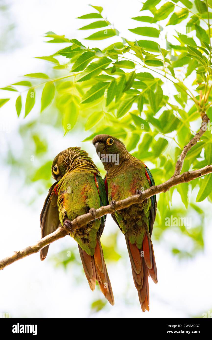 Deville Parakeet (Pyrrhura devillei) Pantanal Brazil Stock Photo - Alamy