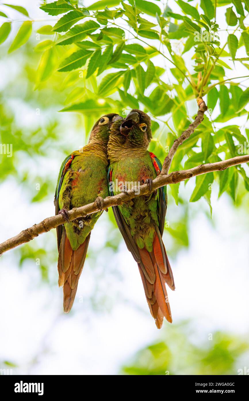 Deville Parakeet (Pyrrhura devillei) Pantanal Brazil Stock Photo - Alamy