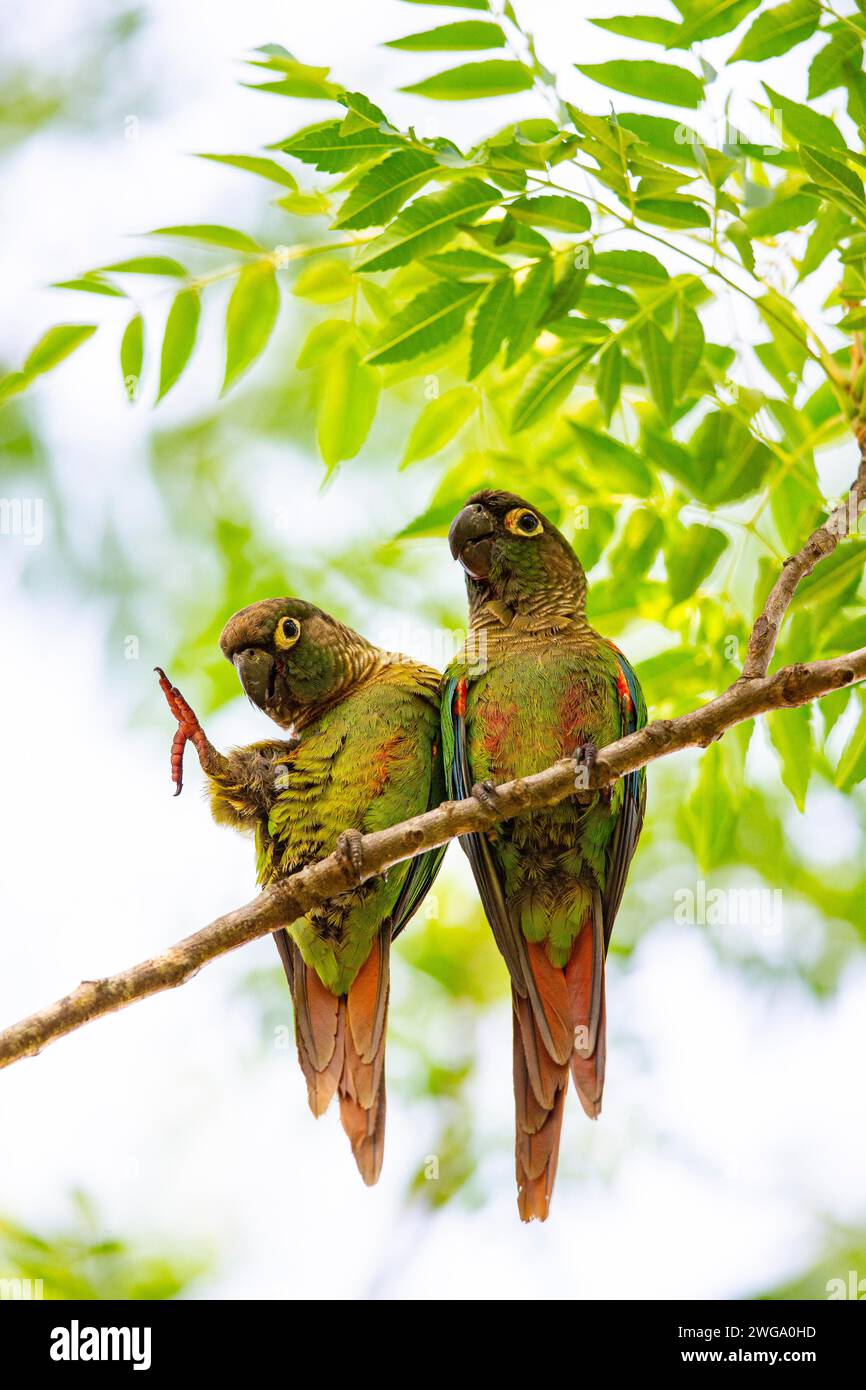 Deville Parakeet (Pyrrhura devillei) Pantanal Brazil Stock Photo - Alamy