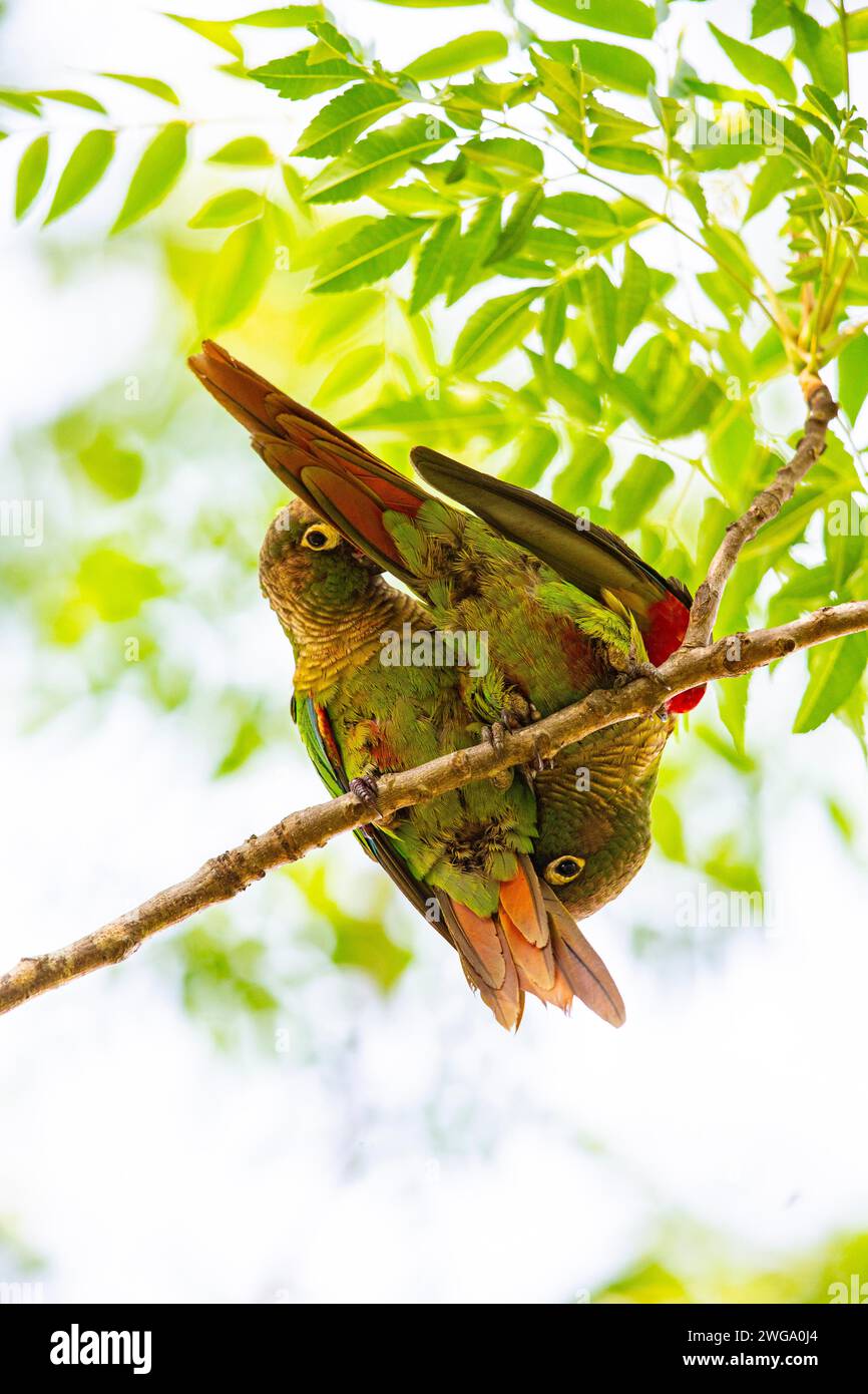 Deville Parakeet (Pyrrhura devillei) Pantanal Brazil Stock Photo - Alamy